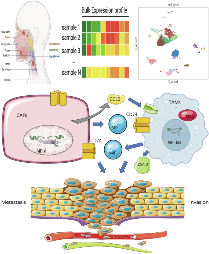 中南大学艾金刚团队：揭秘SFRP2成纤维细胞如何驱动头颈癌发展_腾讯新闻