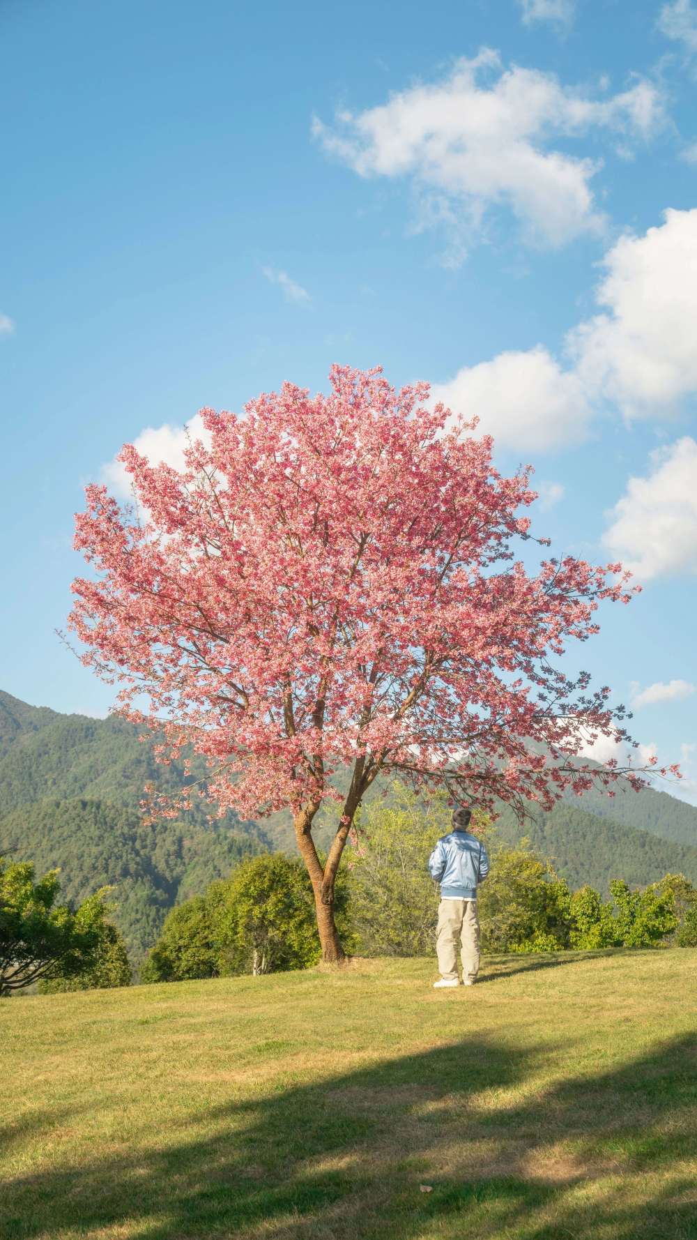 暖冬旅居在腾冲：赴一场樱花与暖阳的温柔之约_腾讯新闻