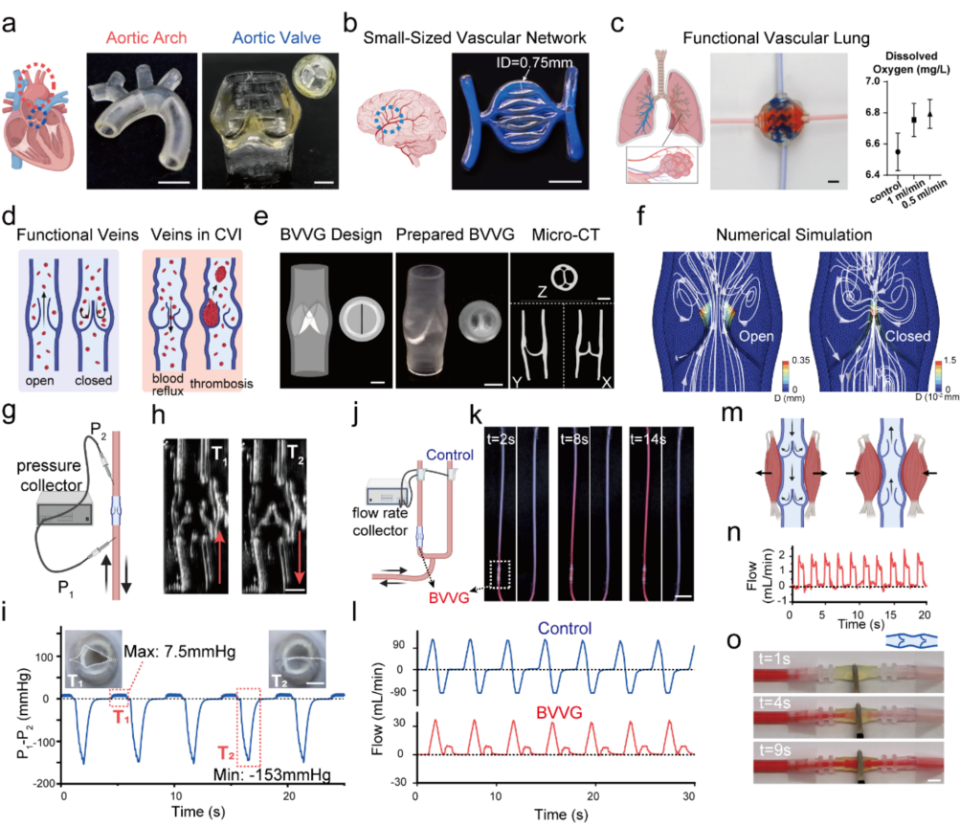 华工施雪涛、南科大刘吉ACS Nano: 3D打印强韧PVA基水凝胶构建功能性血管结构_腾讯新闻