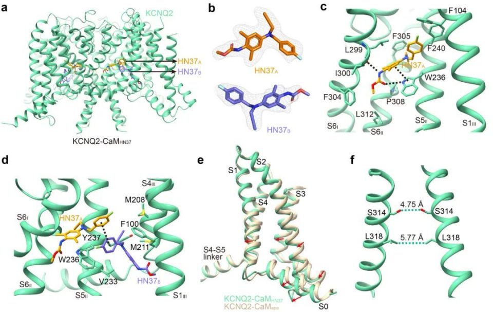 Nat Commun | 上海药物所合作揭示抗癫痫候选新药派恩加滨的分子作用机制_腾讯新闻