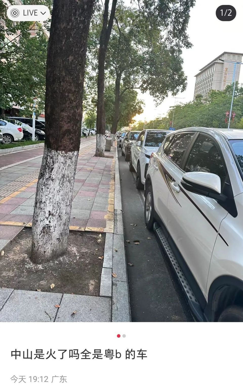 听说，深圳人把中山乳鸽吃完了？_腾讯新闻