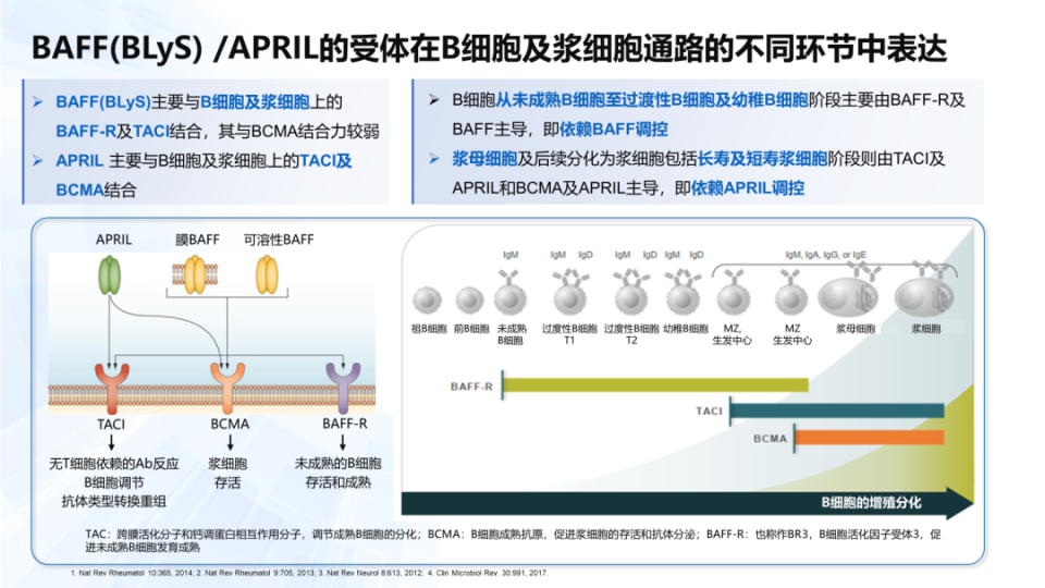 免疫双擎，直击源头：泰它西普治疗重症肌无力兼具疗效、安全双重优势_腾讯新闻