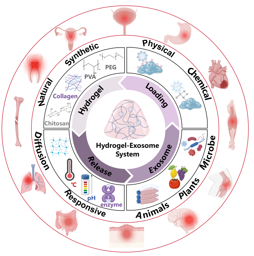 《Bioact. Mater.》四川大学华西医院解慧琪综述：组织工程中的水凝胶-外泌体系统——一种有前途的治疗策略_腾讯新闻