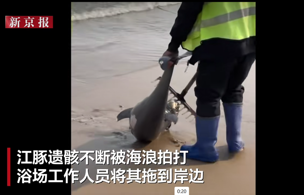 秦皇岛一浴场海滩边现江豚遗骸：系此前死亡随海浪而来，已做无害化处理_腾讯新闻
