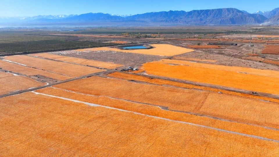 为什么要健全乡村振兴多元投入格局？_腾讯新闻