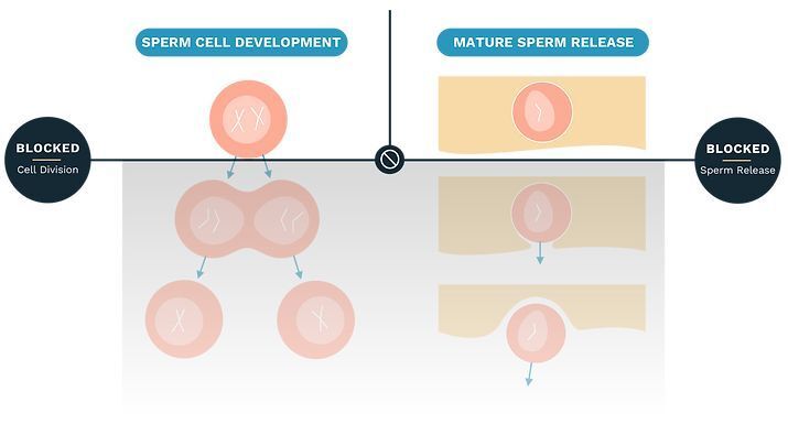 男性避孕药新进展，YCT-529 在英国进入 1 期临床试验_腾讯新闻