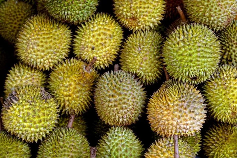 遇到“报恩”榴莲这样吃，会把自己吃进医院！_腾讯新闻