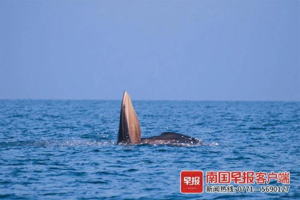 去涠洲岛怎么观鲸？官方指南来了_腾讯新闻