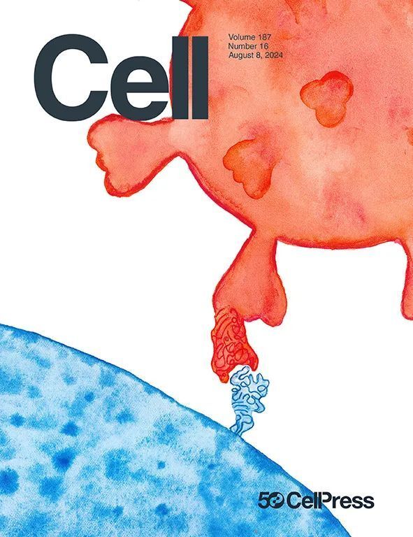 2024年8月，哪些研究登上了Cell Press期刊封面？_腾讯新闻