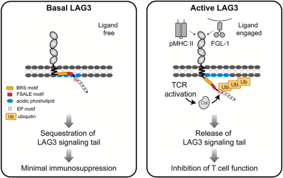 《细胞》：破解35年谜题！中美科学家联合揭示LAG3抑制抗肿瘤免疫的新机制，并发现潜在的LAG3抑制剂获益患者群体_腾讯新闻