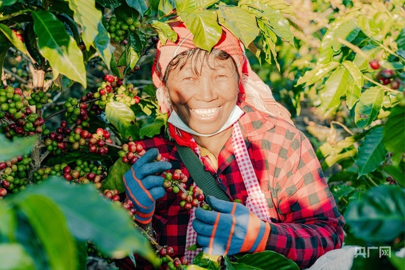 西双版纳咖啡进入采收季 种植面积近3万亩_腾讯新闻