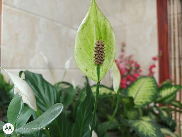 moto X50 Ultra评测：高性能AI影像旗舰，综合体验超乎想象_腾讯新闻