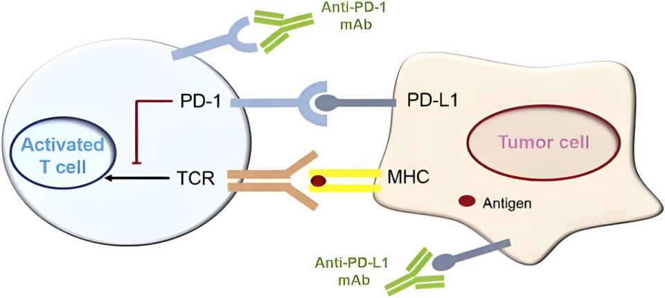 AbMole综述--肿瘤免疫逃逸的关键分子PD-1/PD-L1的抑制剂、单抗_腾讯新闻