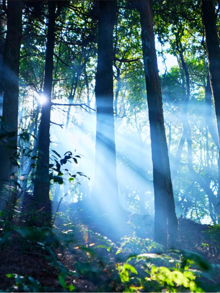 《中国寿宴》碰撞山野林趣，带您探秘六万林海间的长寿故事！_腾讯新闻