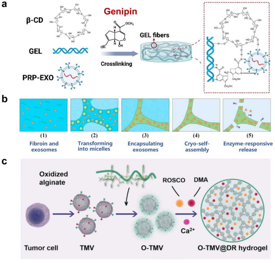 《Bioact. Mater.》四川大学华西医院解慧琪综述：组织工程中的水凝胶-外泌体系统——一种有前途的治疗策略_腾讯新闻