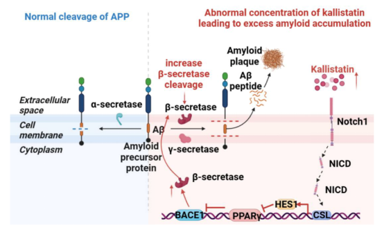 Adv Sci/eLife | 中山大学高国全/杨霞/齐炜炜团队从代谢角度揭示阿尔兹海默症认知功能障碍的新调控分子_腾讯新闻