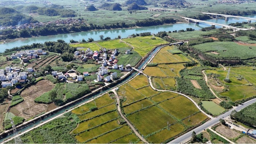 乐滩治旱工程通水3周年，渠水润渴土，金稻庆丰年_腾讯新闻