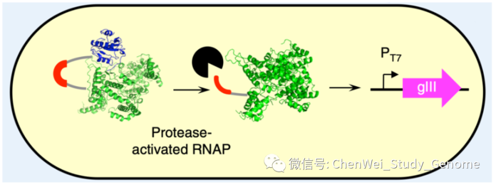 【陈巍学基因】视频：PACE 噬菌体辅助基因连续进化方法_腾讯新闻