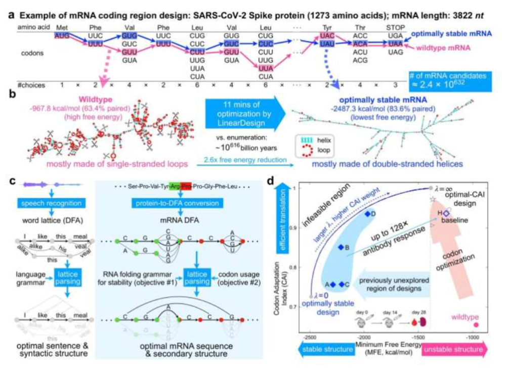 科学家开发线性设计算法，11分钟即可生成高稳定性mRNA序列_腾讯新闻