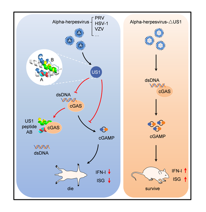 PLoS Pathogens | 中国农大李鑫课题组揭示α疱疹病毒US1同源蛋白通过结构重叠多肽抑制cGAS激活的新机制_腾讯新闻