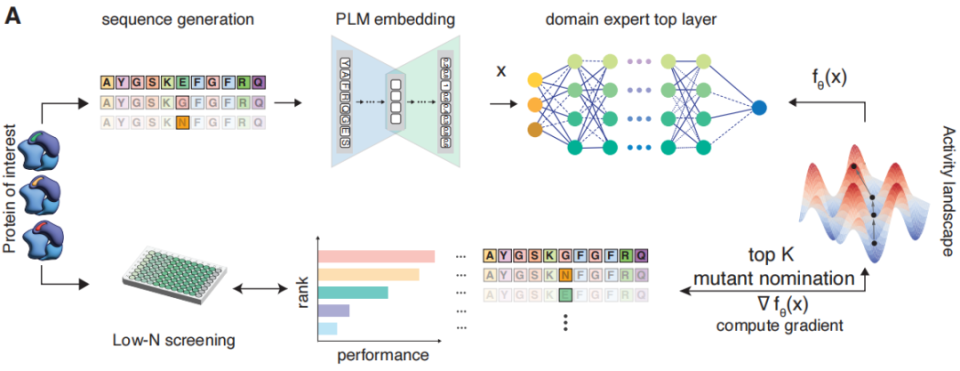 打破传统蛋白质进化方法局限性：MIT团队设计新型蛋白质大模型，发现比自然界高效百倍的突变体_腾讯新闻