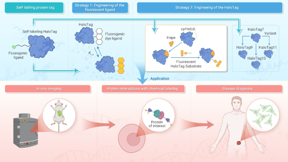 The Innovation Life | Split-HaloTag：为细胞生理活动的精准记录提供新方案_腾讯新闻
