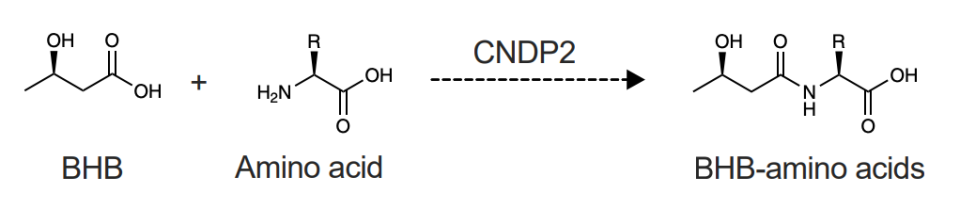 Cell：徐勇团队等发现这种人体产生的天然代谢物，能够抑制食欲、帮助减肥_腾讯新闻