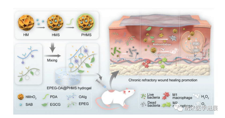《AFM》川大王云兵、华西医张晖/孔清泉:多功能糖肽水凝胶通过杀菌、持续抗氧化、免疫调节和血管新生促进难治性伤口愈合_腾讯新闻