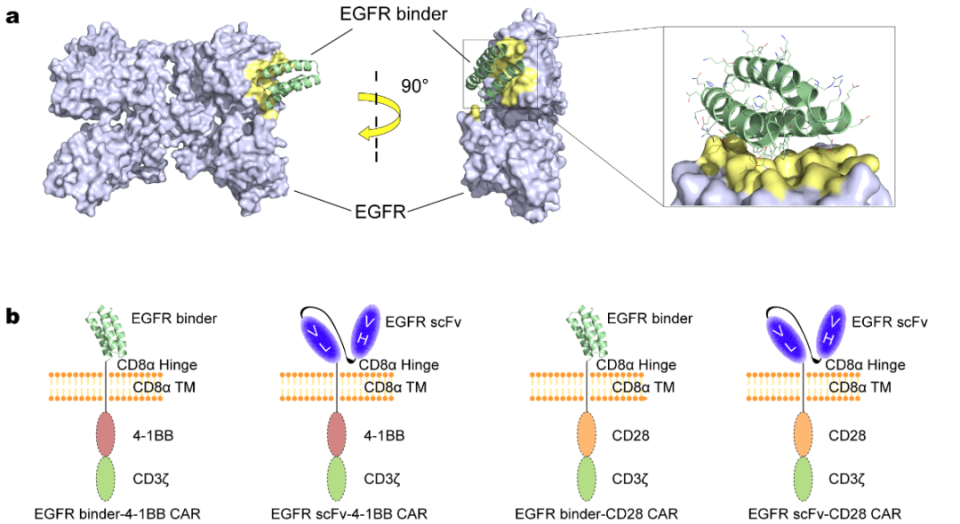 西湖大学团队开发基于从头蛋白质设计技术的CAR-T疗法，可用于治疗胶质母细胞瘤_腾讯新闻
