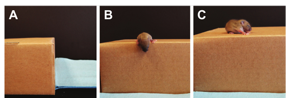 动物行为实验指南丨小鼠悬崖回避实验（Cliff Aversion Test）_腾讯新闻