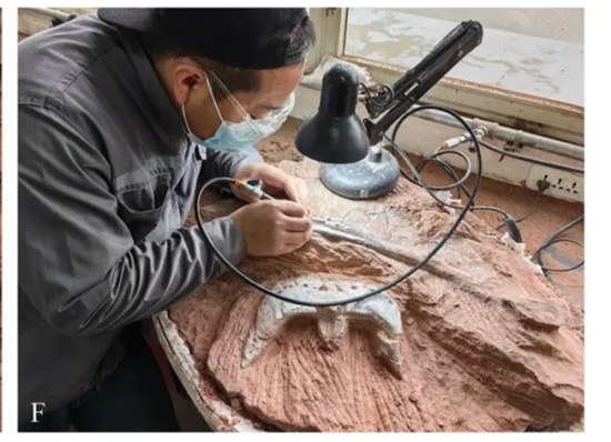 中国西南首次发现鸭嘴龙类恐龙！_腾讯新闻