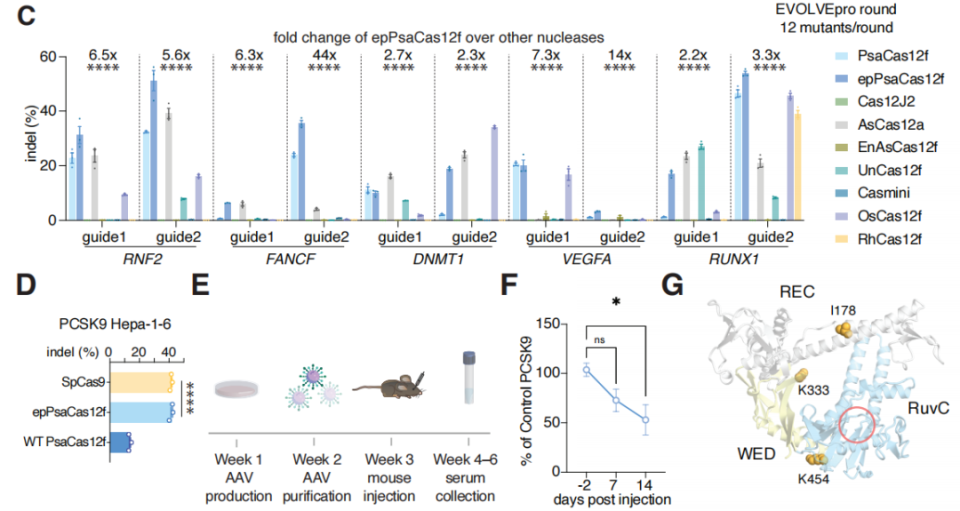 打破传统蛋白质进化方法局限性：MIT团队设计新型蛋白质大模型，发现比自然界高效百倍的突变体_腾讯新闻