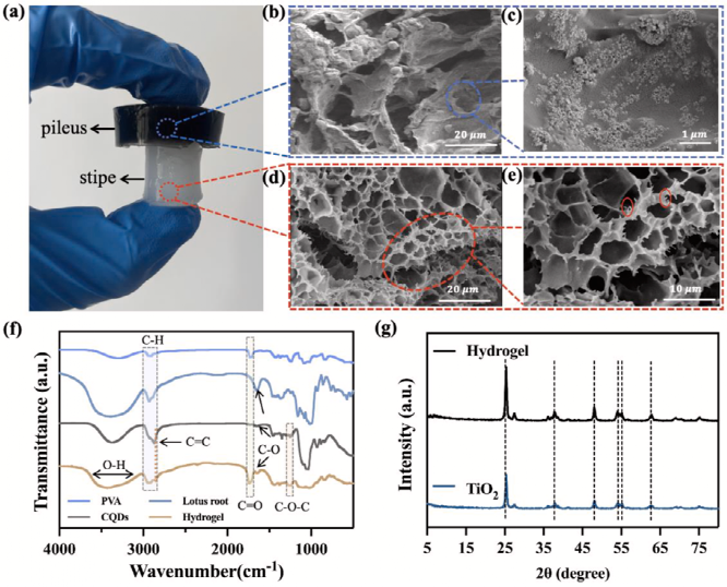 《CEJ》成都理工大学李小可：定向热调节仿生水凝胶用于高效太阳能海水淡化!_腾讯新闻