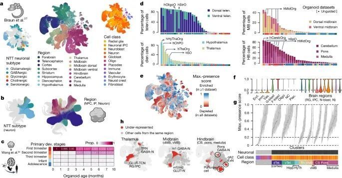 Nature | 人类神经类器官细胞图谱：揭开脑发育与疾病的关系_腾讯新闻