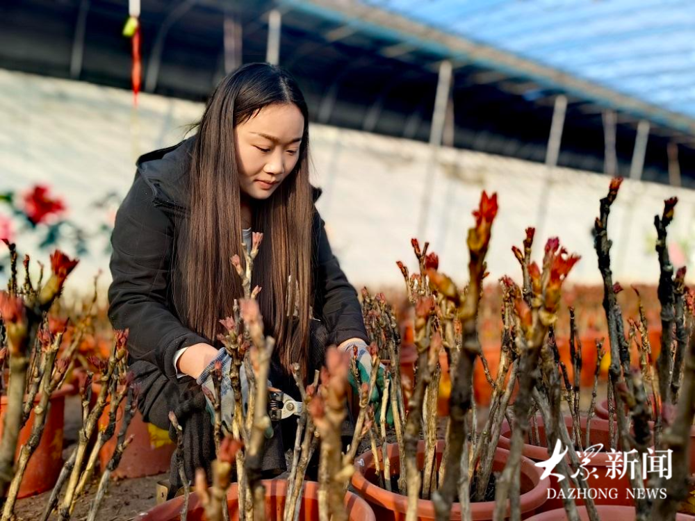 “匠心”催花，价涨两成，他家的6000盆大棚牡丹不愁卖_腾讯新闻