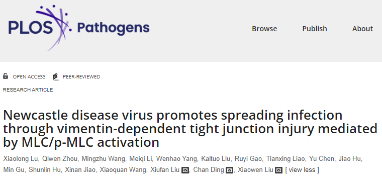 PLoS Pathog | 扬州大学兽医学院刘秀梵院士团队破解新城疫病毒扩散感染关键机制_腾讯新闻