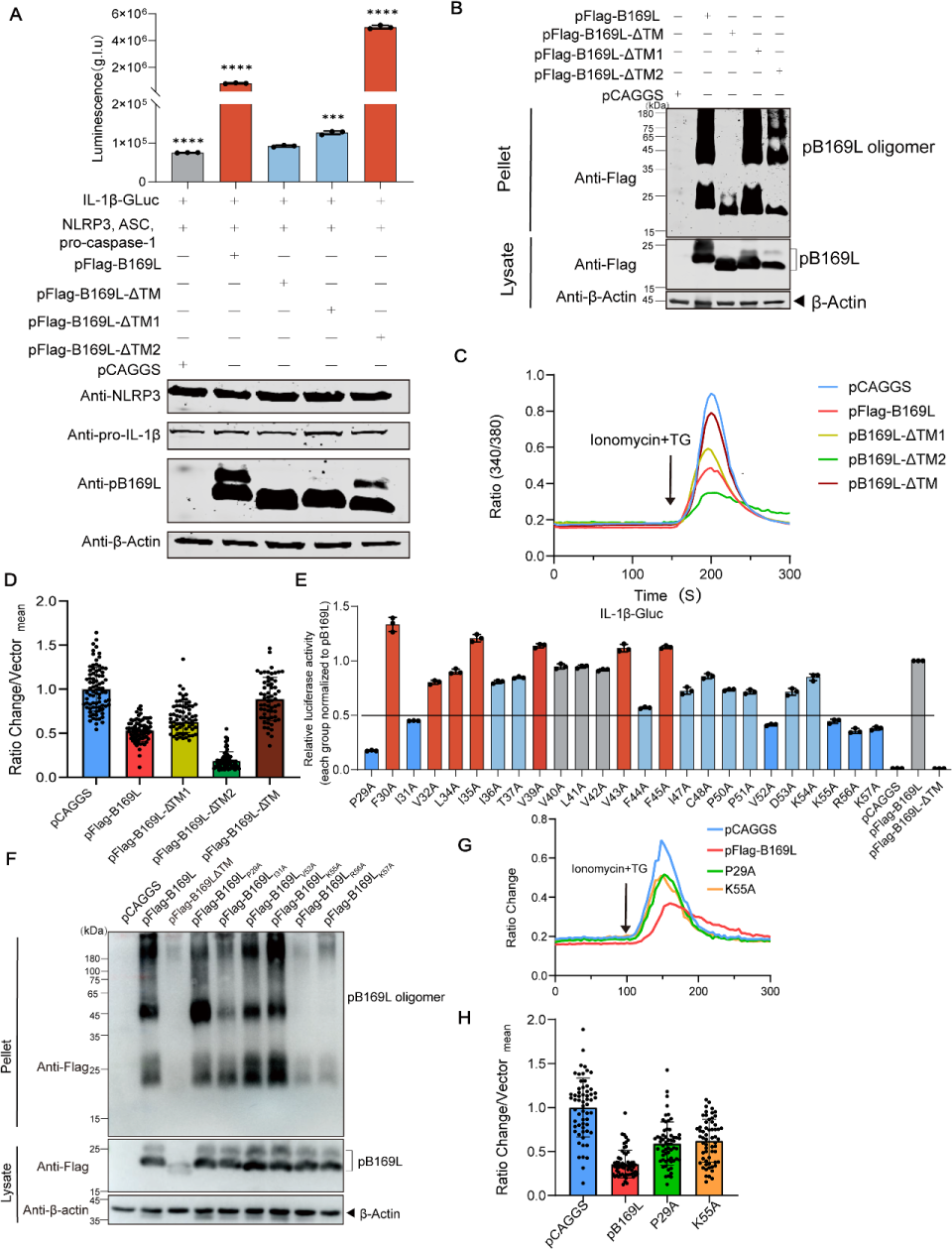 PLOS PATHOG |哈兽研揭示非洲猪瘟病毒B169L蛋白具有形成阳离子通道和调控病毒复制的“双重作用”_腾讯新闻