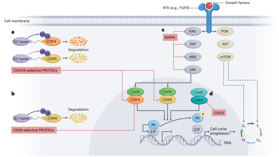 CDK4/6 抑制剂耐药后毫无头绪？来看这篇！_腾讯新闻