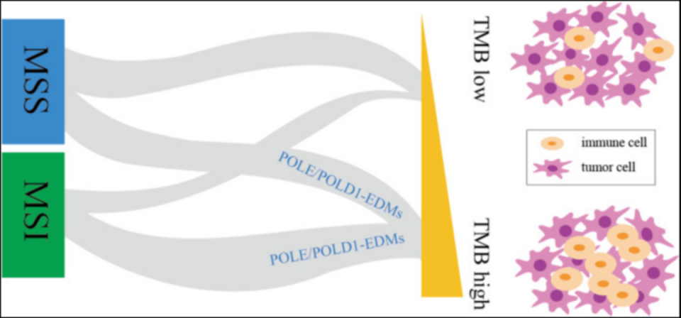 「免疫标志物新秀」POLE/POLD1 为何成为结直肠癌探索热点？_腾讯新闻