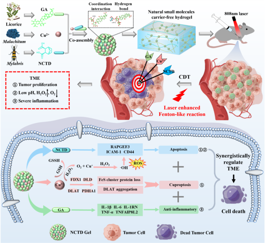 《Bioact. Mater.》北京中医药大学王鹏龙：天然小分子无载体可注射水凝胶实现激光介导的光-类芬顿抗肿瘤治疗_腾讯新闻