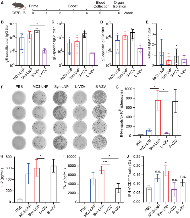 吕雪光/林佳奇/崔晓兰团队开发新型LNP，增强mRNA内体逃逸能力，提高mRNA疫苗效果_腾讯新闻
