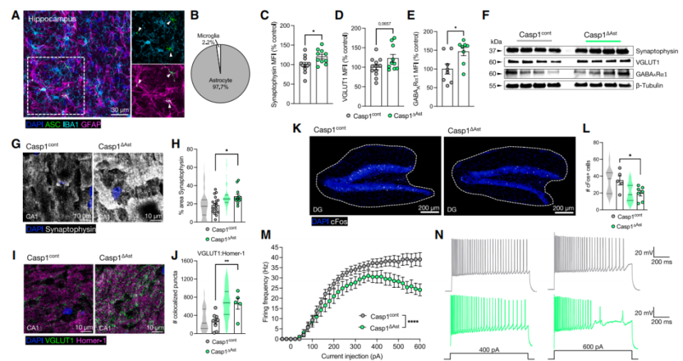 Immunity：科学家揭示星形胶质细胞炎性小体信号调控IL-33依赖的海马突触可塑性_腾讯新闻