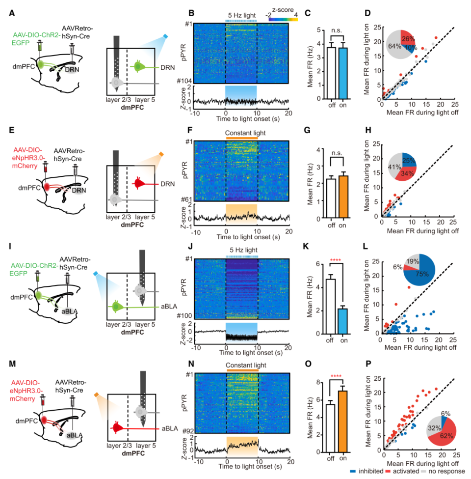 【明哲解读第1期】大雪时节，春风得意！胡海岚课题组揭示dmPFC不同下游介导胜利者与失败者效应的神经机制_腾讯新闻