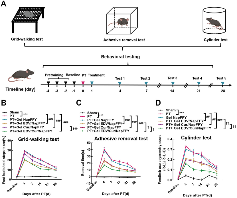 《AFM》东南大学姚红红/梁高林：超分子水凝胶缓释神经保护药物姜黄素和依达拉奉用于缺血性卒中治疗_腾讯新闻