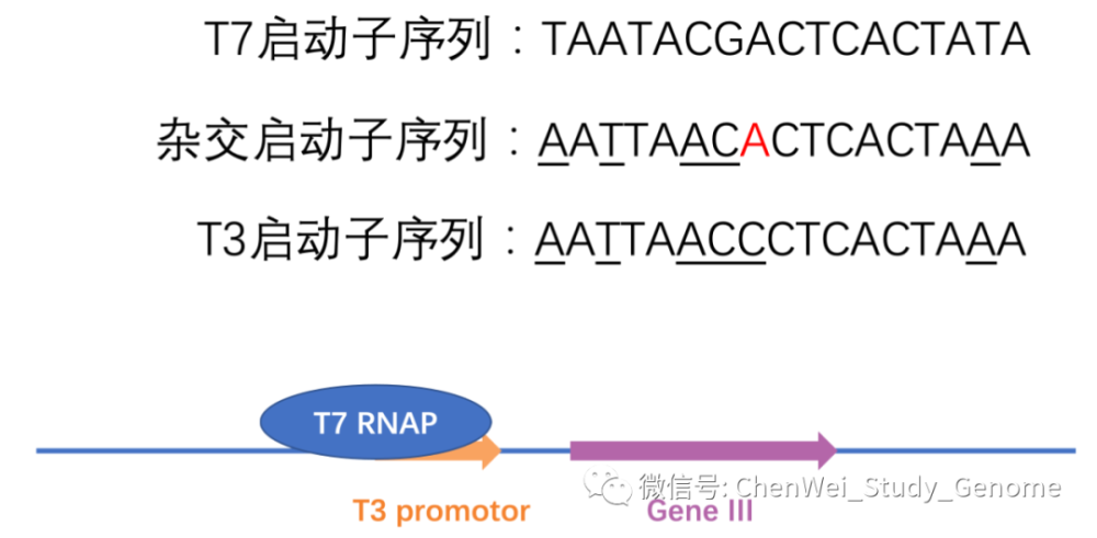 【陈巍学基因】视频：PACE 噬菌体辅助基因连续进化方法_腾讯新闻