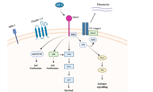 Cancers | 解锁 Trop-2 的潜力：Trop-2 在癌症中的作用及抗 Trop-2 治疗策略的研究进展_腾讯新闻