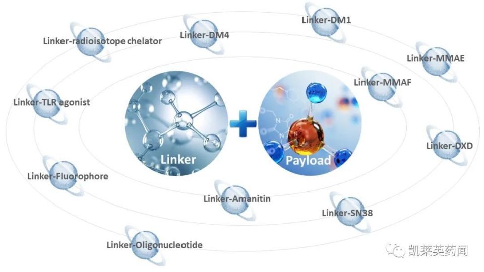 启德医药与Aimed Bio再携手，合作开发5款创新ADC药物（附2023年上半年ADC交易汇总）_腾讯新闻