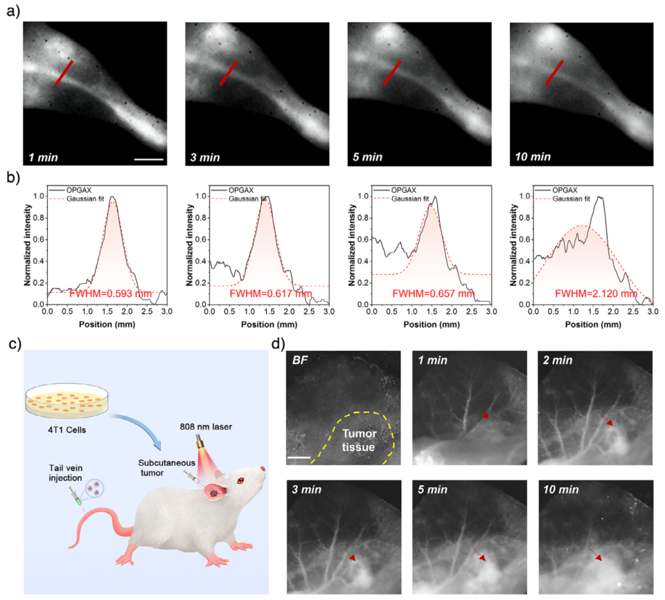 唐本忠院士团队Angew：自组装纳米复合物实现NIR-II成像与跨细胞肿瘤治疗_腾讯新闻