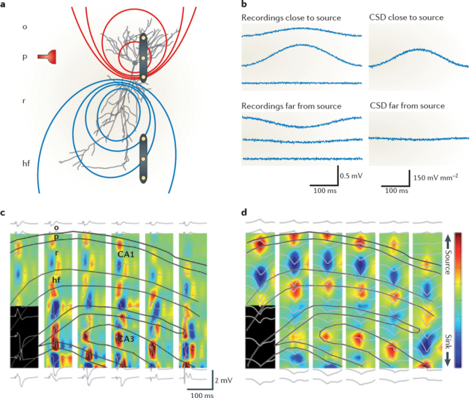全澜脑科学专题丨神经细胞外的电流与电场的起源——关于EEG、ECoG、LFP 和spikes_腾讯新闻