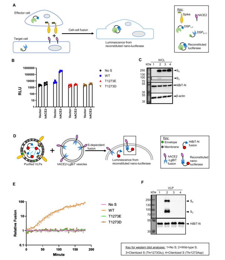Nature子刊｜马里兰大学研究团队发现SARS-CoV-2 Spike C端残基影响蛋白的运输和纳入VLPs_腾讯新闻